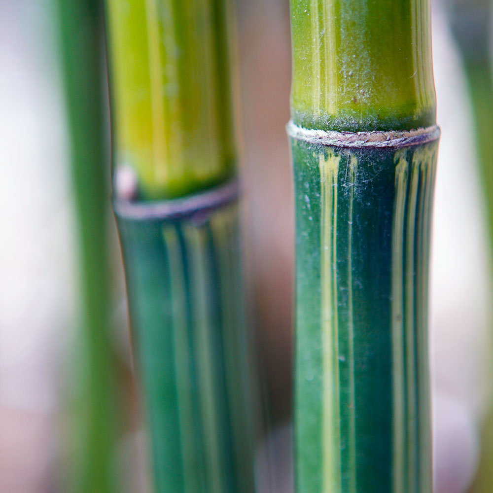 The best of clumping bamboo | Better Homes and Gardens