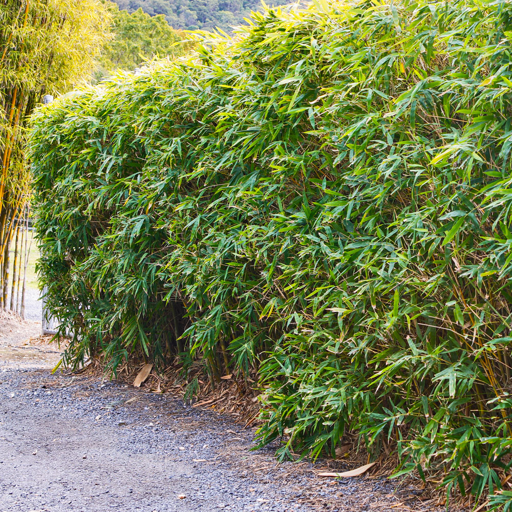 The best of clumping bamboo | Better Homes and Gardens
