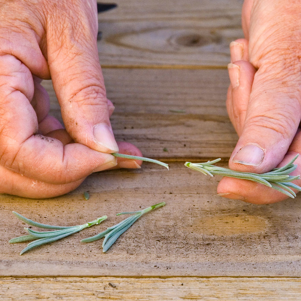 How to propagate lavender in Australia: a step-by-step guide | Better ...