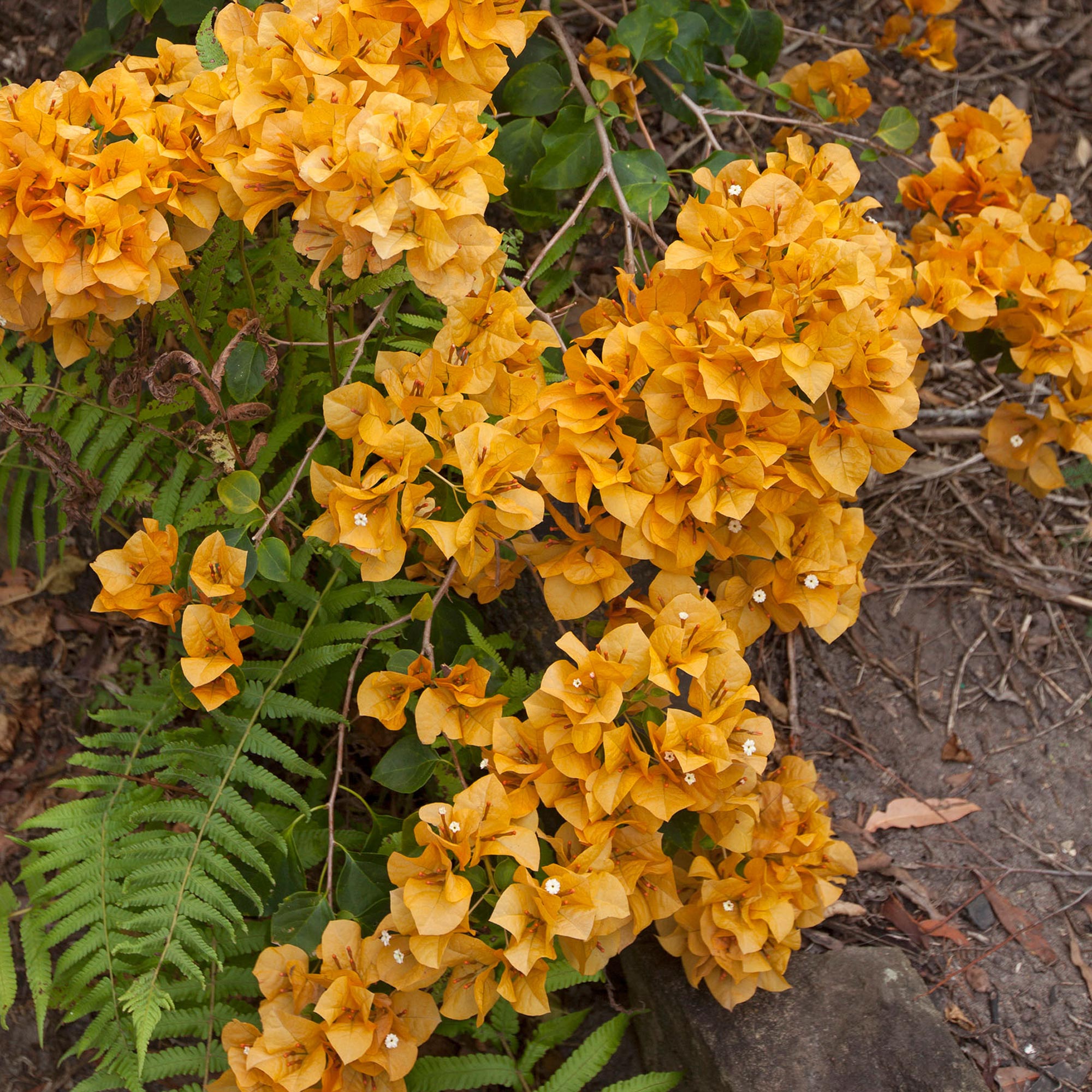 How to grow bougainvilleas | Better Homes and Gardens