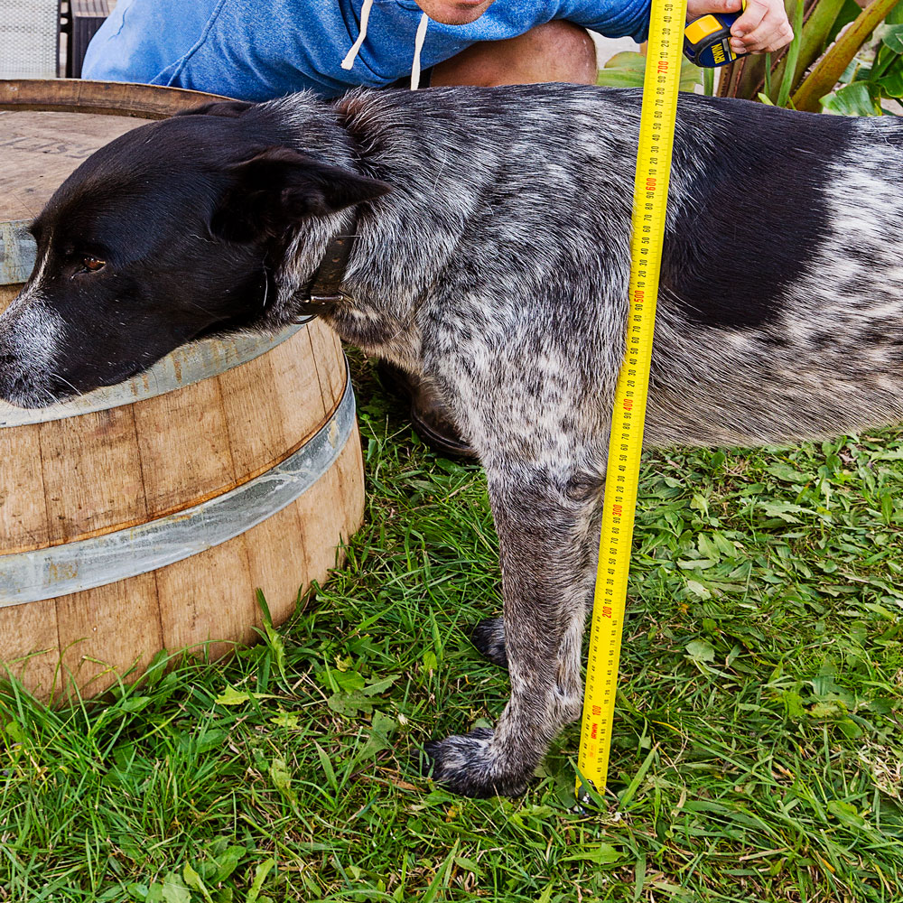 How to install a doggie door | Better Homes and Gardens