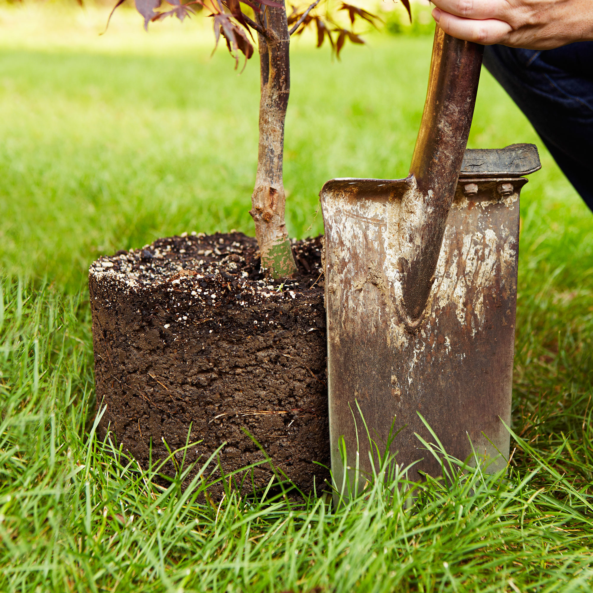 Tree Planting Guide: Tips for Successful Growth | Better Homes and Gardens