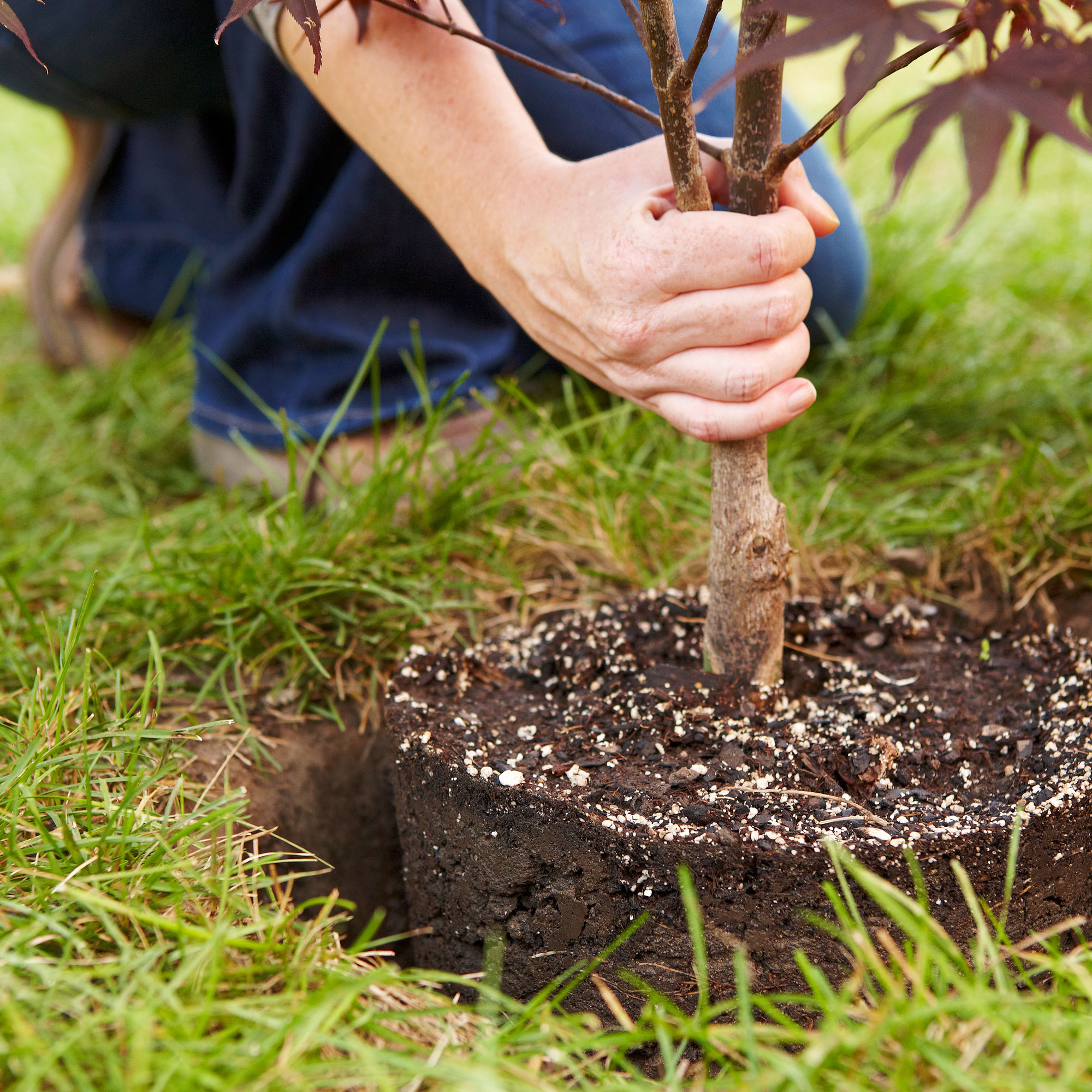 Tree Planting Guide: Tips for Successful Growth | Better Homes and Gardens