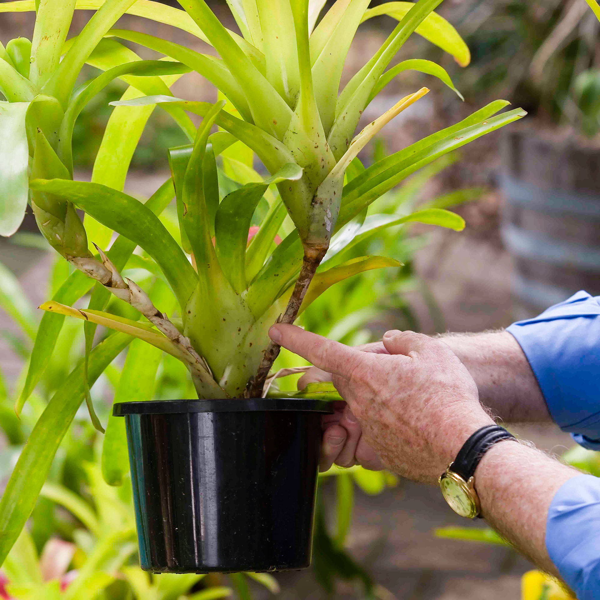 Bromeliad tree: How to turn it into beautiful artwork | Better Homes ...