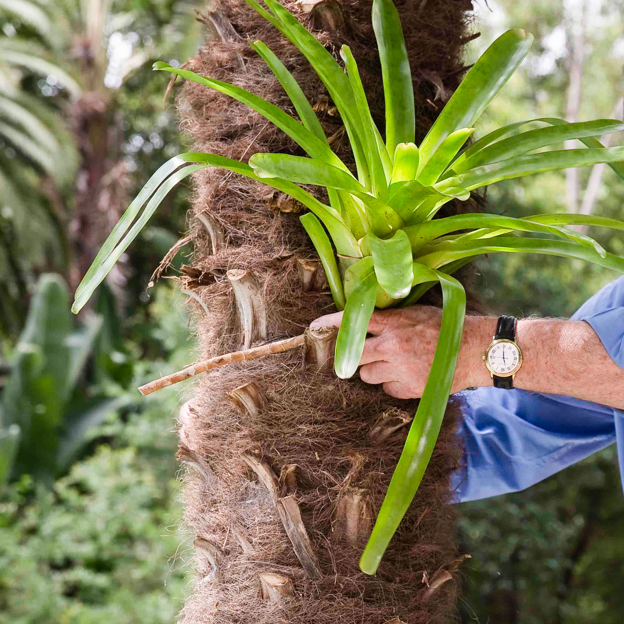 Bromeliad tree: How to turn it into beautiful artwork | Better Homes ...