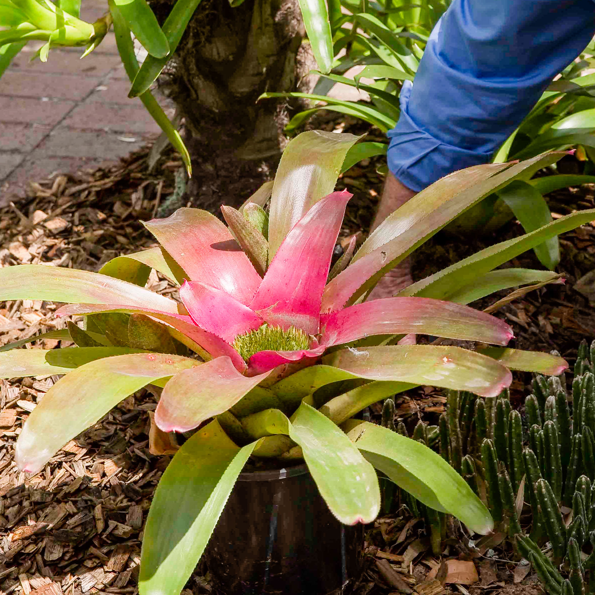 Bromeliad tree: How to turn it into beautiful artwork | Better Homes ...