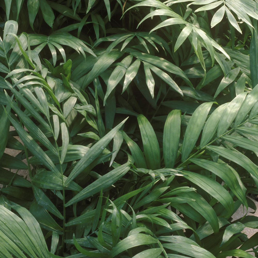 5 fabulous palms to plant | Better Homes and Gardens