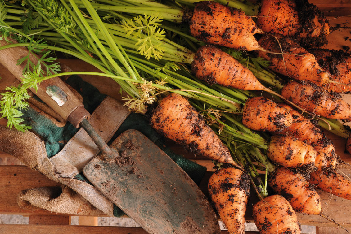 Grow a carrot patch | Better Homes and Gardens