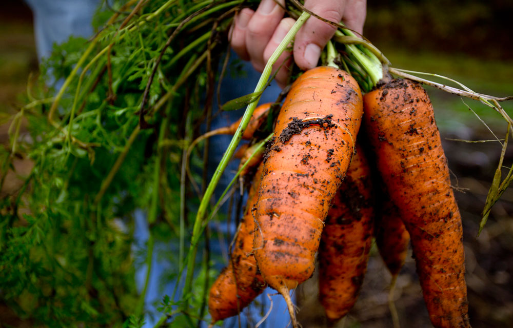 Grow a carrot patch | Better Homes and Gardens