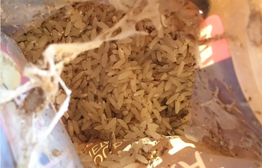 How to get rid of weevils in your kitchen pantry | Better Homes and Gardens